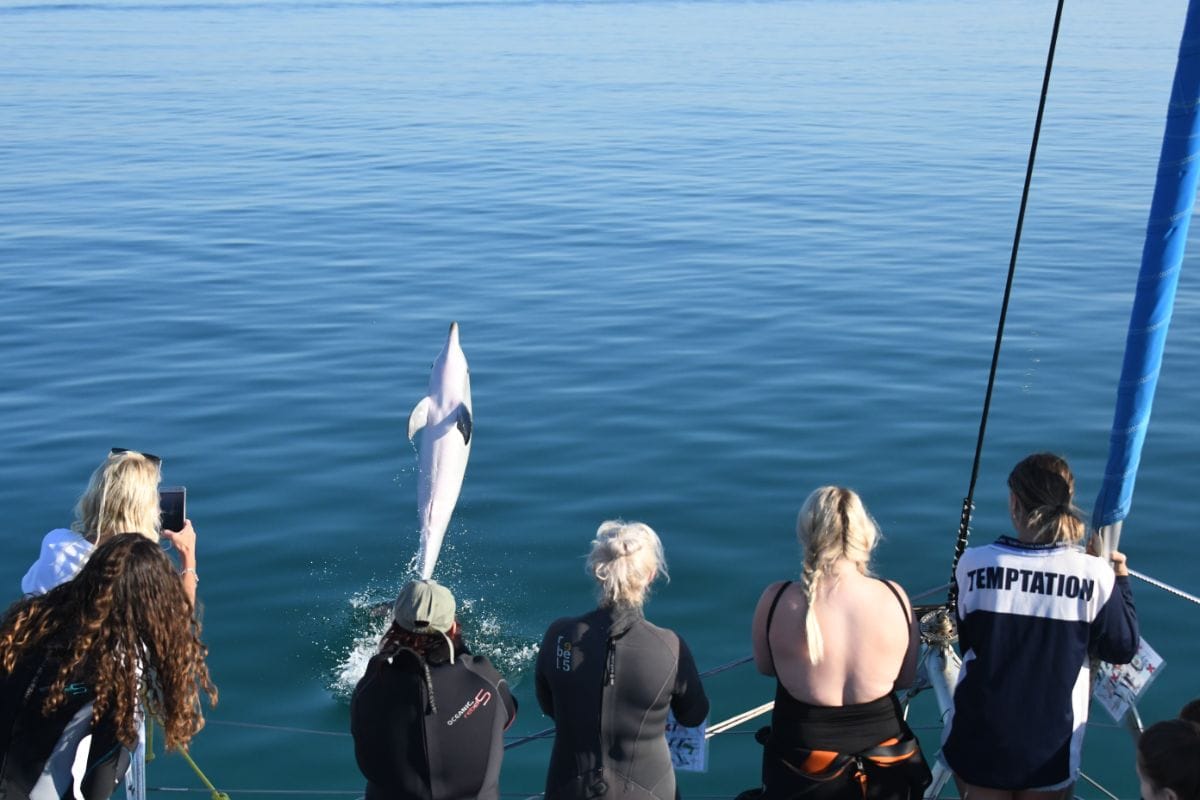 History - Temptation Sailing