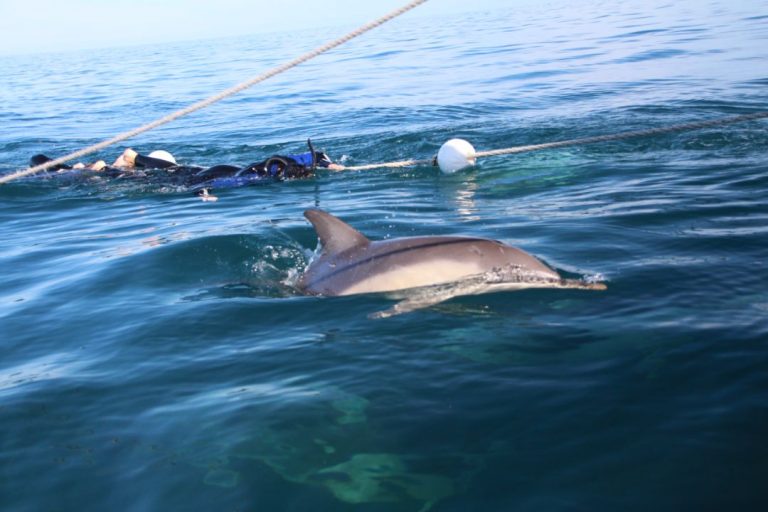 Wild Dolphin Tour - Temptation Sailing
