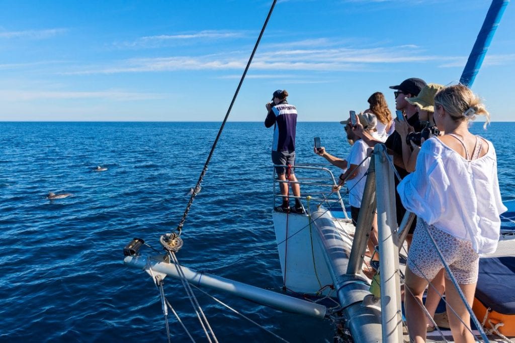 Dolphin Research Program - Temptation Sailing
