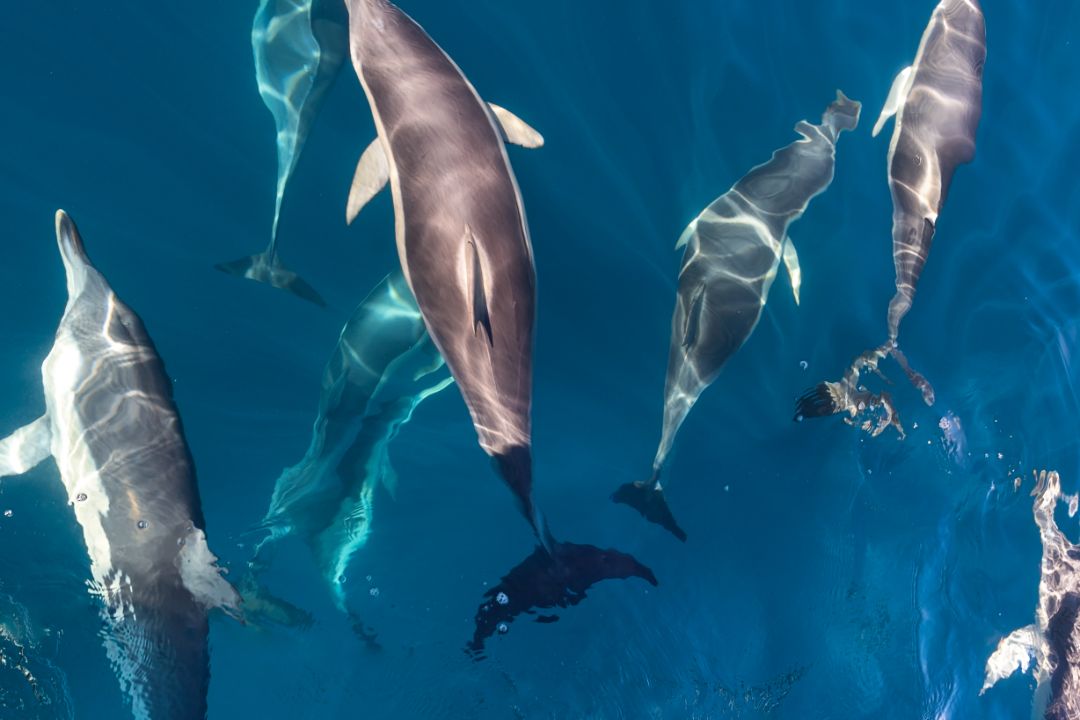 Wild Dolphin Tour - Temptation Sailing