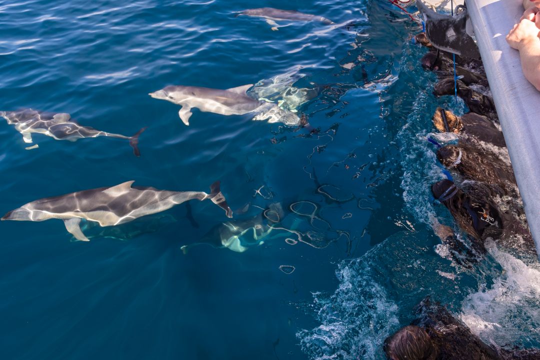 Wild Dolphin Tour - Temptation Sailing