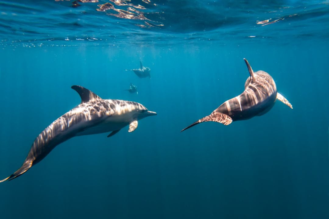 Wild Dolphin Tour - Temptation Sailing