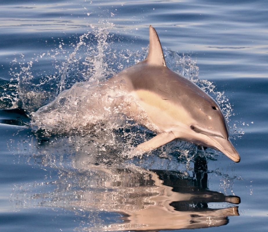 Dolphin Research Program - Temptation Sailing